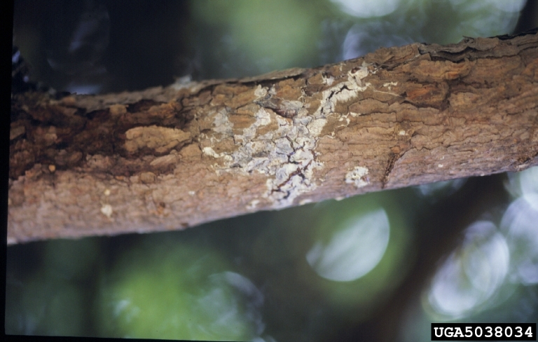Leucostoma canker of spruce (Leucostoma kunzei)