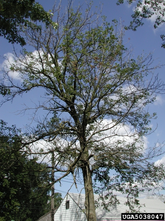Tree stress - Bugwoodwiki