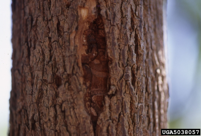 emerald ash borer (Agrilus planipennis)