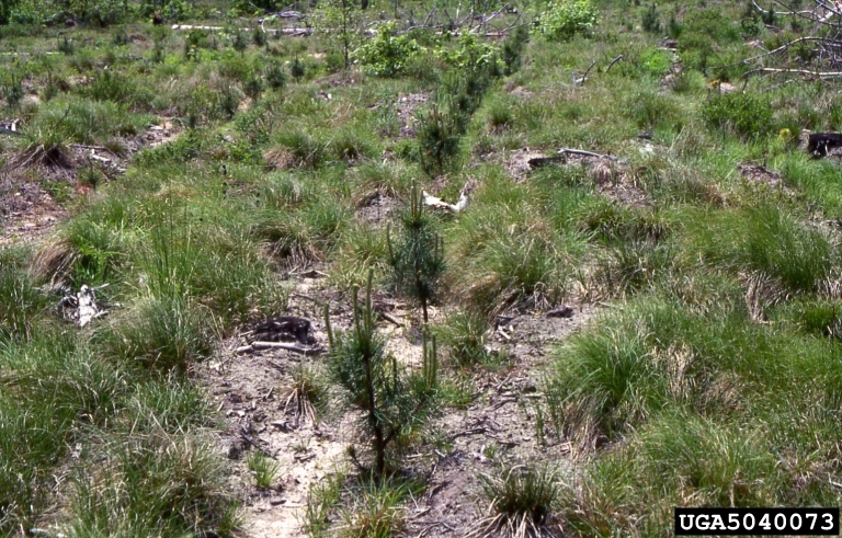 red pine (Pinus resinosa)