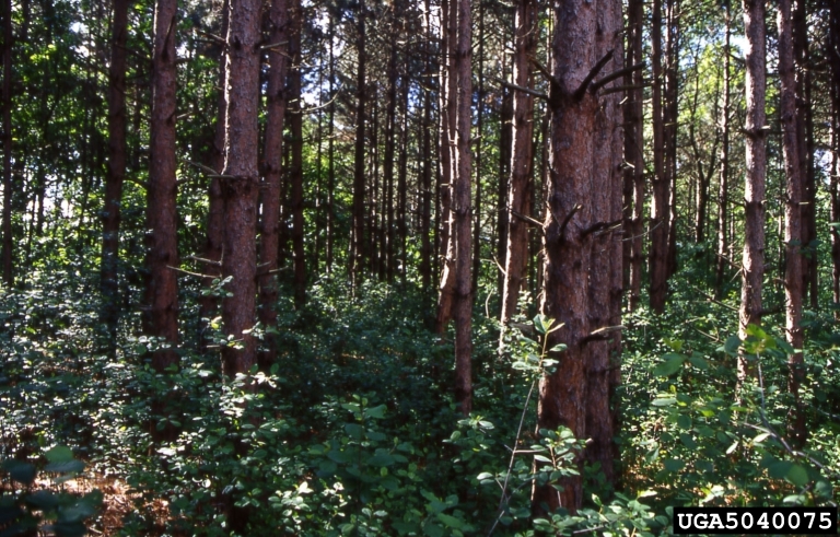 red pine (Pinus resinosa Soland.)