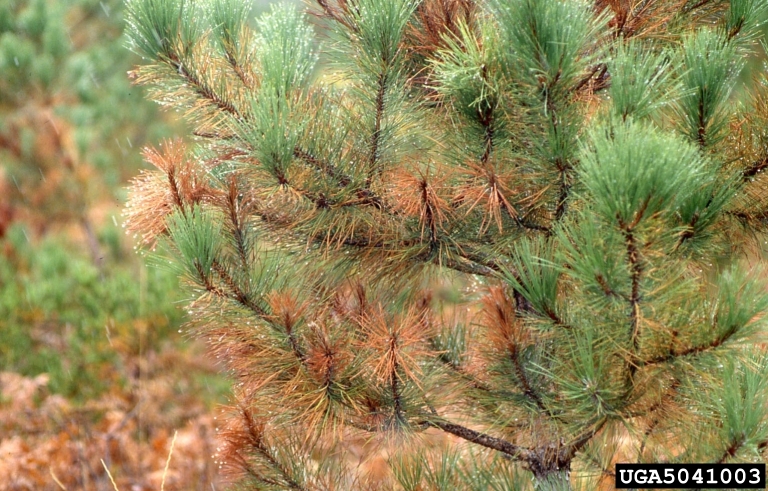 Sirococcus blight of conifers (Sirococcus conigenus (DC.) P. Cannon ...