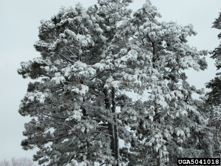 red pine (Pinus resinosa Soland.)