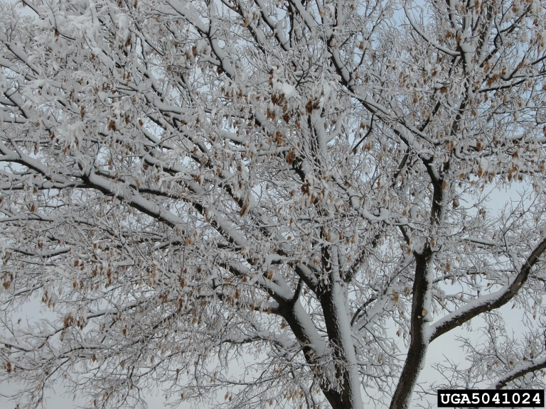 American elm (Ulmus americana)
