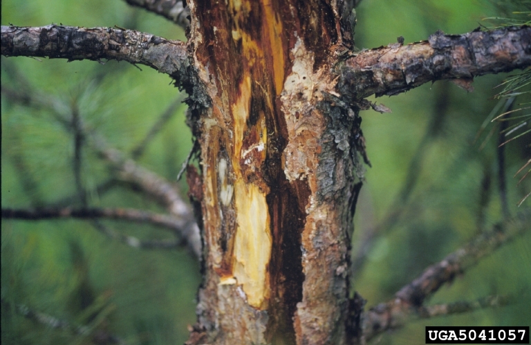 Diplodia blight (Sphaeropsis sapinea)