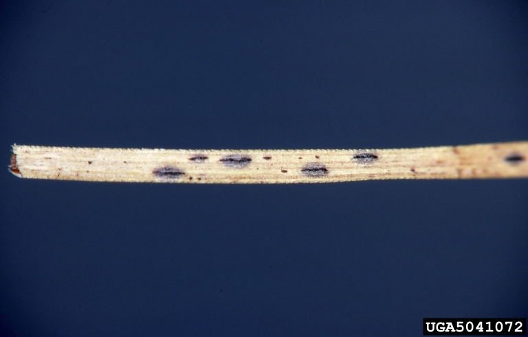 Diplodia sapinea De Not.