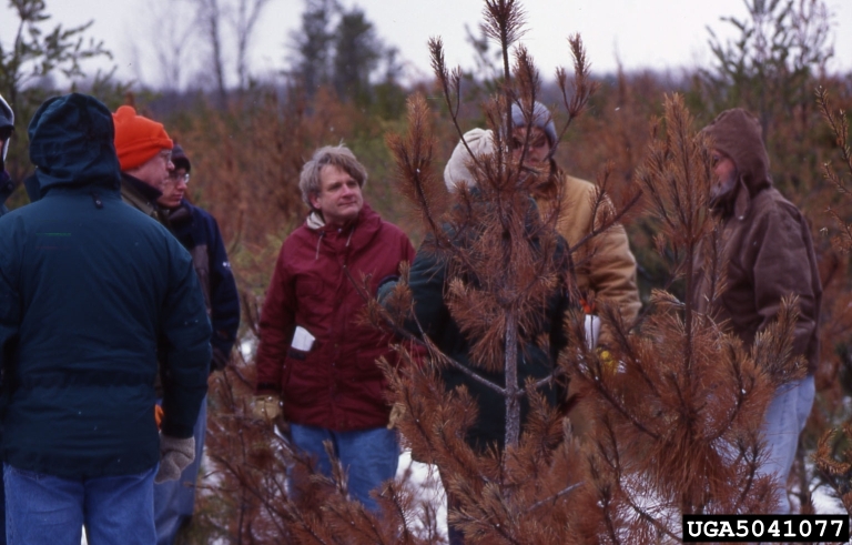 Diplodia blight (Sphaeropsis sapinea)