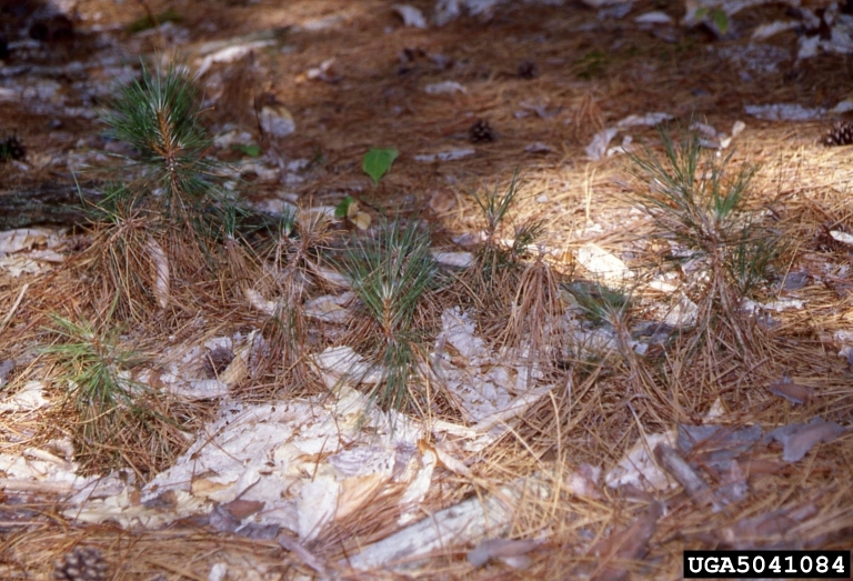 Diplodia blight (Sphaeropsis sapinea)