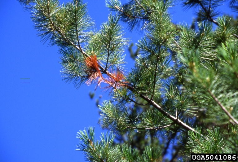 Diplodia blight (Sphaeropsis sapinea)