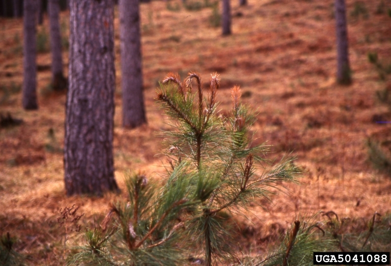 Diplodia blight (Sphaeropsis sapinea)