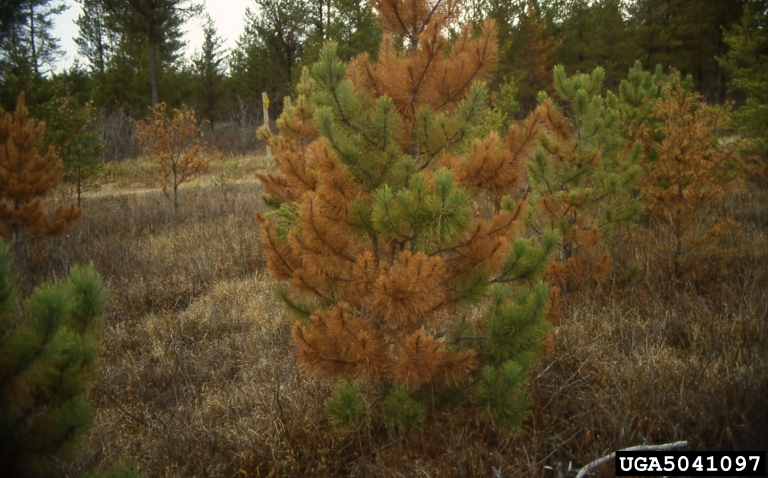 Diplodia blight (Sphaeropsis sapinea)