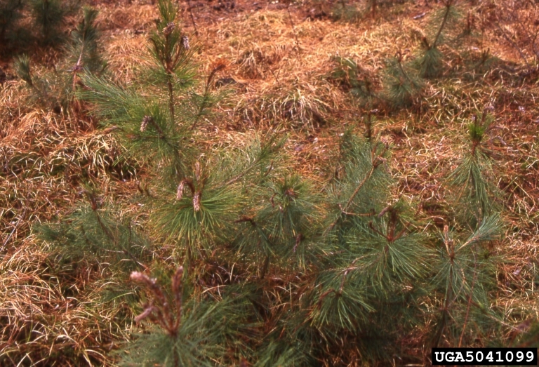 Diplodia blight (Sphaeropsis sapinea)