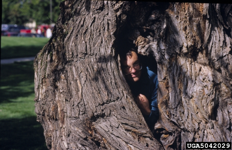 Compartmentalization Of Decay In Trees (CODIT)