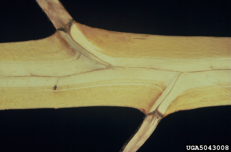 Compartmentalization Of Decay In Trees (CODIT)