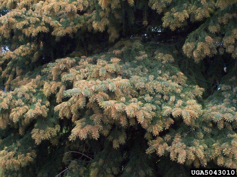 rust (Chrysomyxa ledi var. rhododendri)