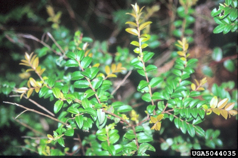 California huckleberry (Vaccinium ovatum)