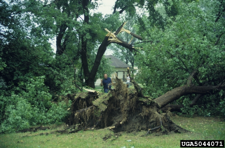root lifting, soil heaving, and windthrow