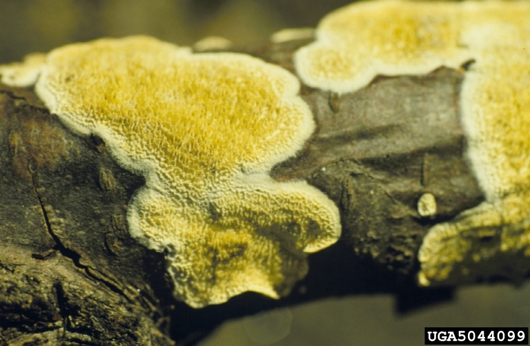 milk-white toothed polypore (Irpex lacteus)