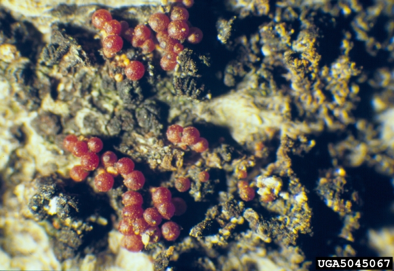 Neonectria canker (Neonectria galligena Bres.)