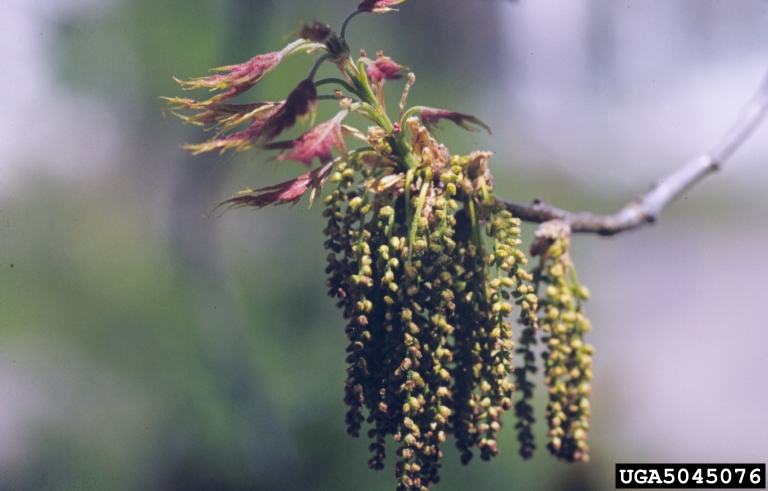 northern red oak (Quercus rubra L.)