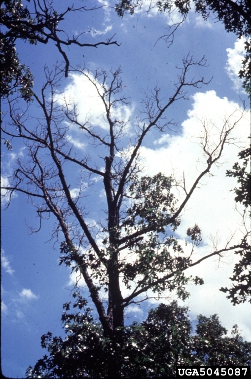 oak decline