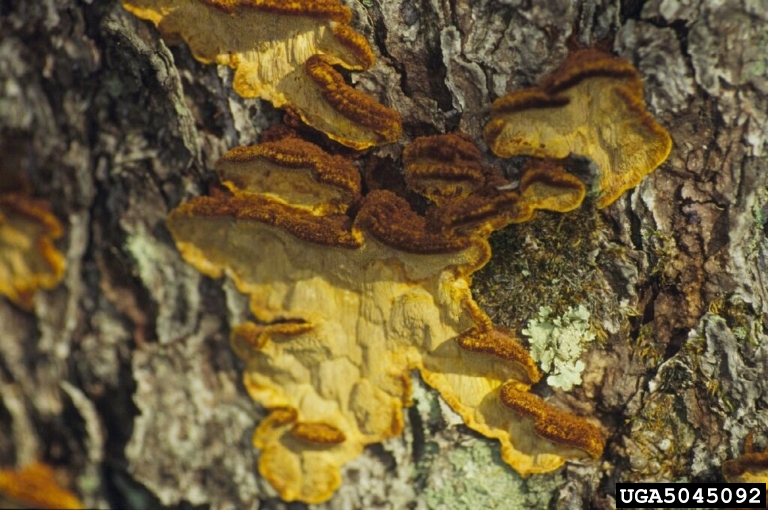 red ring rot (Porodaedalea pini (Brot.) Murrill)