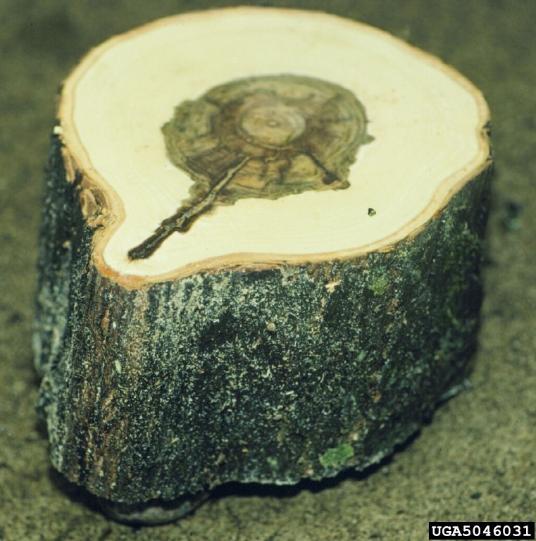 Compartmentalization Of Decay In Trees (CODIT)