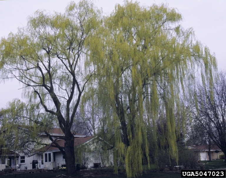 willow (Genus Salix)