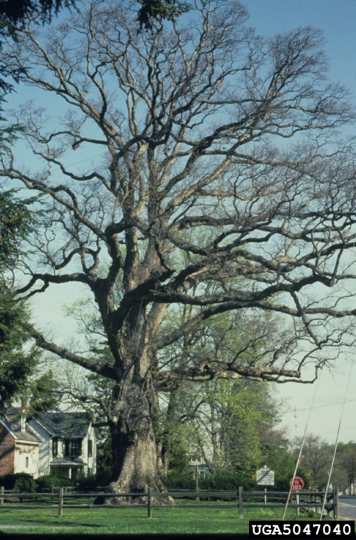 white oak (Quercus alba)