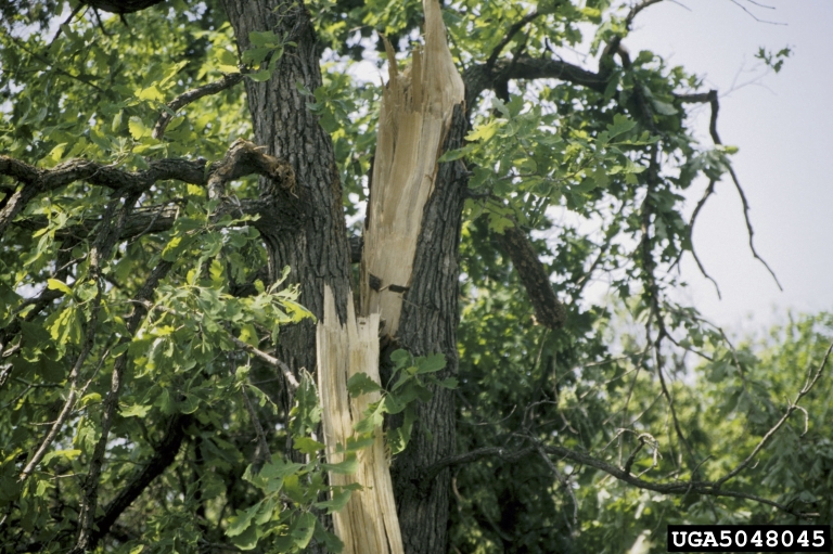 storm damage (general)