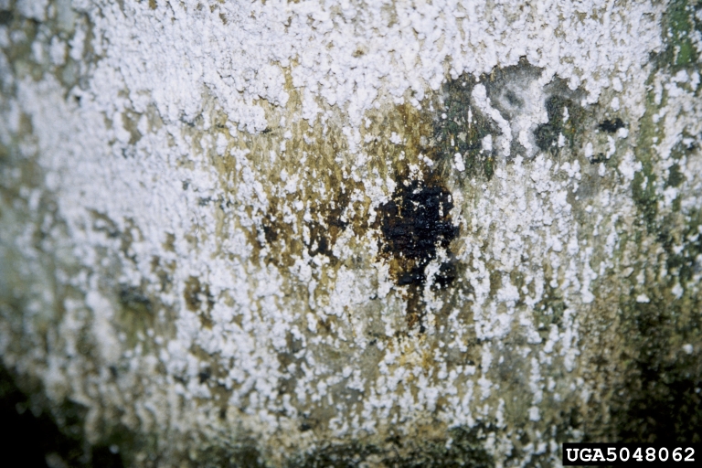 beech bark disease (Neonectria coccinea (Pers.) Rossman & Samuels)