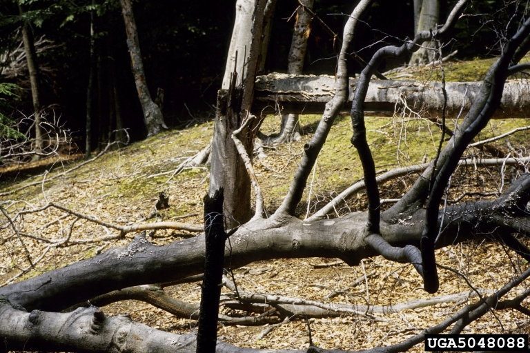 beech bark disease (Nectria coccinea)