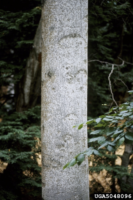 beech scale (Cryptococcus fagisuga)