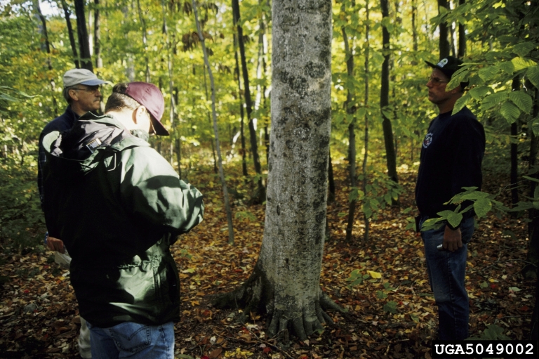 beech scale (Cryptococcus fagisuga Lindinger)