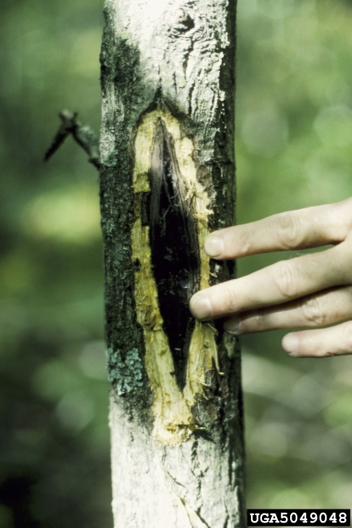 butternut canker (Ophiognomonia clavigignenti-juglandacearum (N.B. Nair ...
