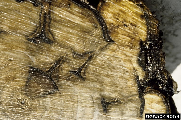 butternut canker (Ophiognomonia clavigignenti-juglandacearum (N.B. Nair ...