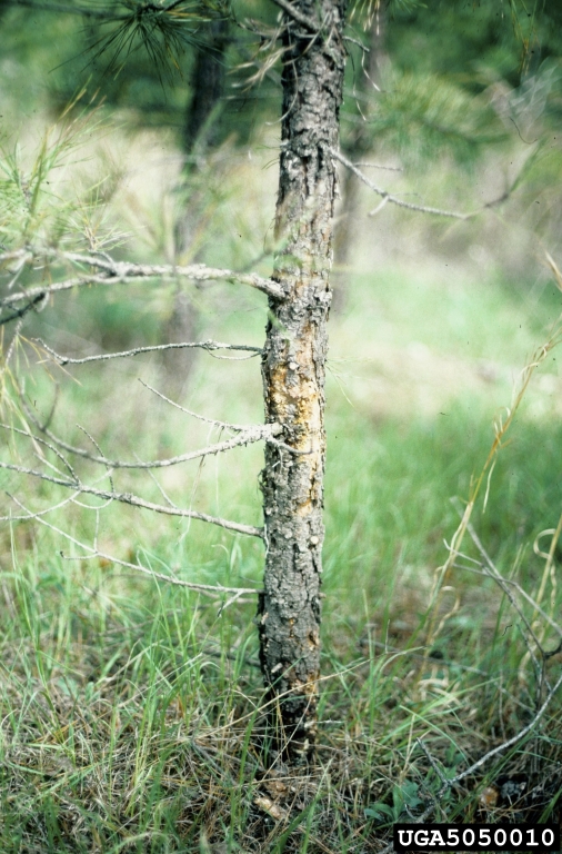 comandra blister rust (Cronartium comandrae Peck)