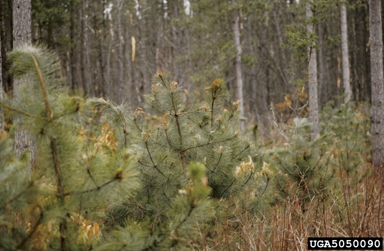 Diplodia blight (Sphaeropsis sapinea)