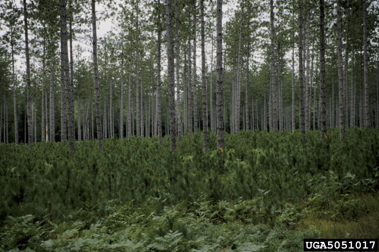 Diplodia blight (Sphaeropsis sapinea)