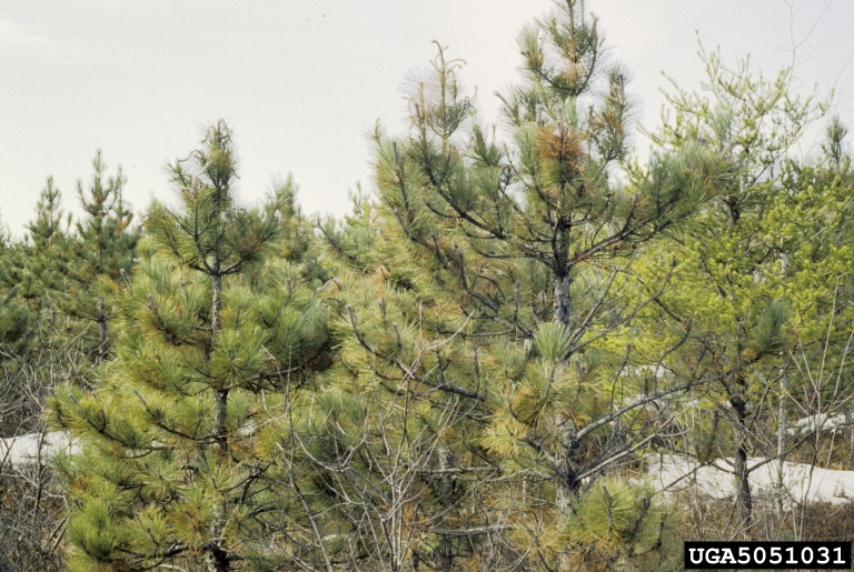 Diplodia blight (Sphaeropsis sapinea)