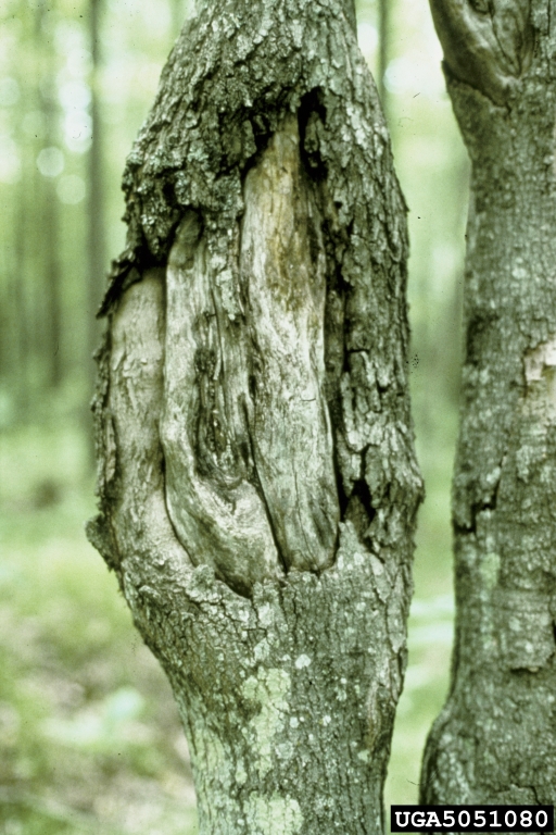 Eutypella canker (Eutypella parasitica R. W. Davidson & Lorentz)