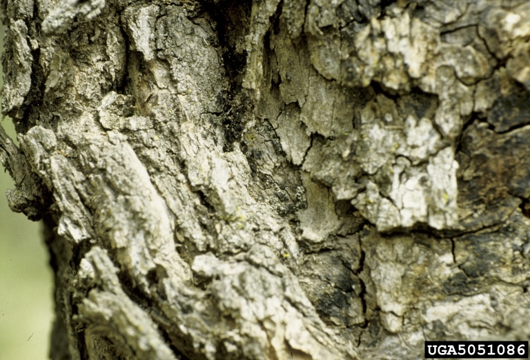 Eutypella canker (Eutypella parasitica)