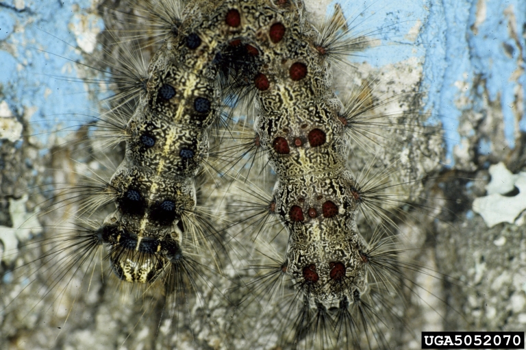 Bugwood Image Database System