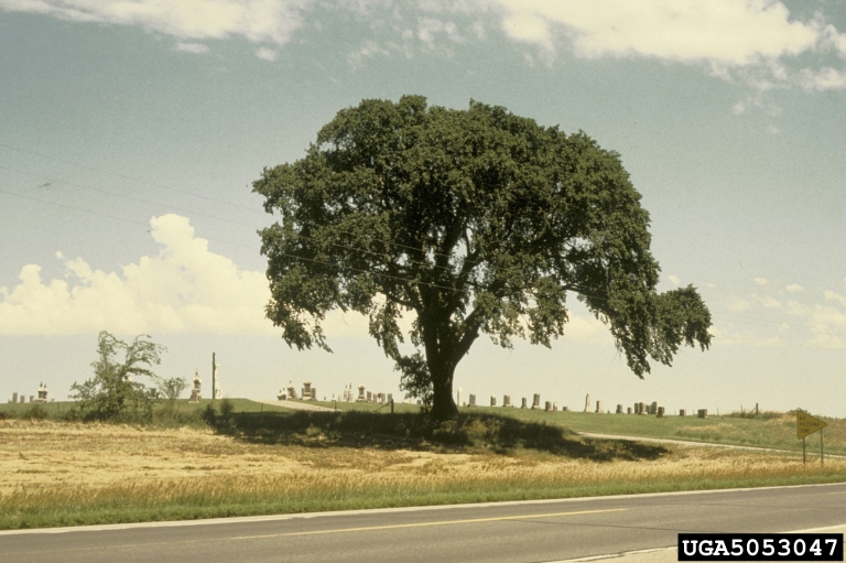 American elm (Ulmus americana L.)