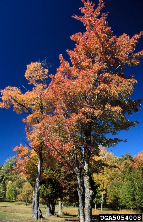 fall color on sugar maple (Acer saccharum ) - 5054008