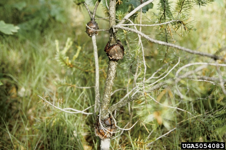 western gall rust (Endocronartium harknessii)