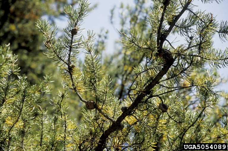 western gall rust (Endocronartium harknessii Hirats.)