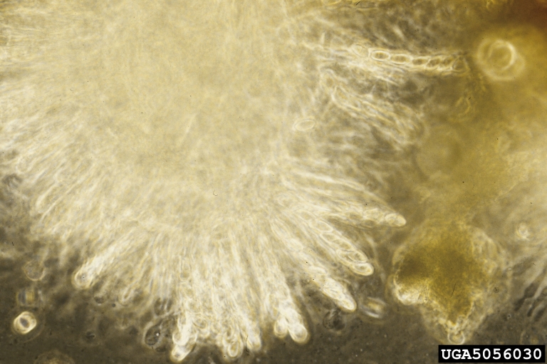 Neonectria canker (Neonectria galligena)