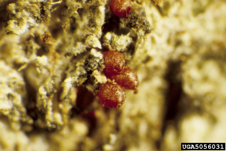 Neonectria canker (Neonectria galligena)