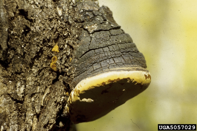 canker rot (Phellinus everhartii (Ellis & Galloway) Pilát)